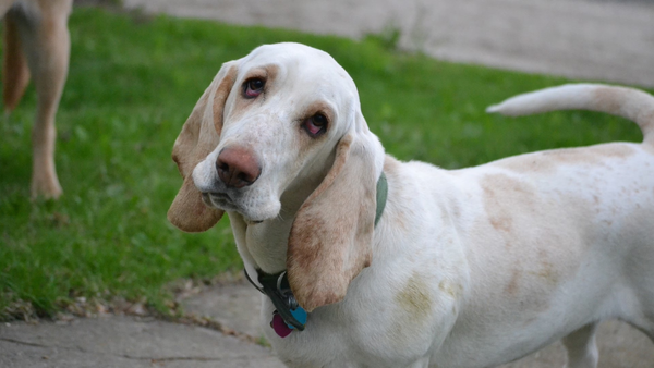 My Dog is Disoriented, Unbalanced, and Confused. What should I do?