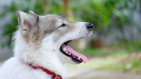 Dog Burps After Eating: Explore Causes and Remedies!