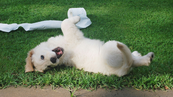 Understanding Orange Dog Poop: Causes & Concerns