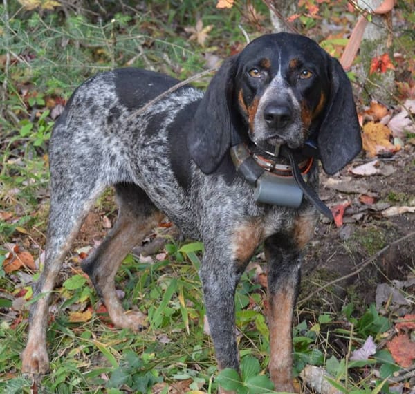 Barking Blues: The Vocal World of Bluetick Coonhounds