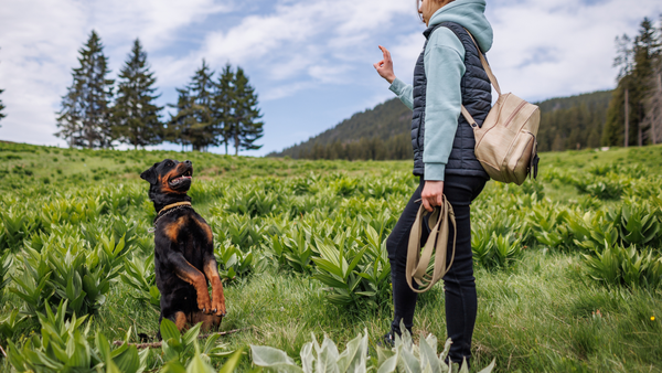 Teaching Your Dog Trail Commands for Hiking: A Guide