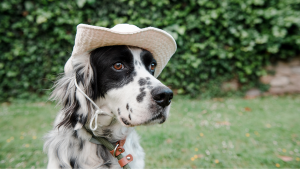 Badass Country Dog Names: Explore Unique and Strong Options!