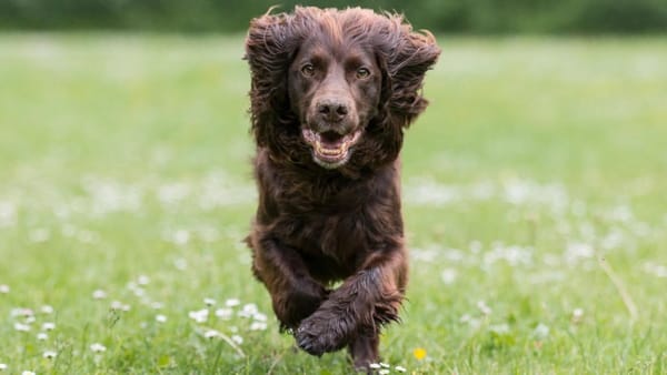 How to Train Your Boykin Spaniel: Tips and Techniques