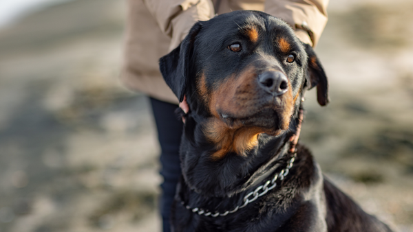 Exploring Dogs With Short Tails: Genetics, Care & Breeds