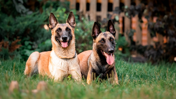 Top 20 Memorable Dog Movie Scenes Where Dogs Were Best Part