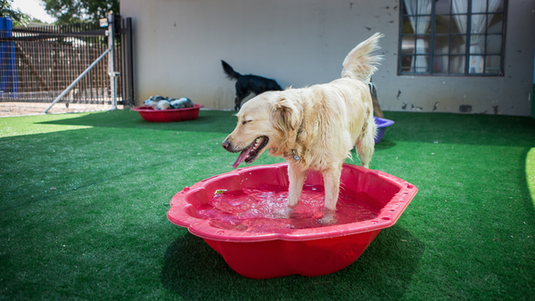 Creating the Perfect Backyard Oasis for Your Dog: Explore!