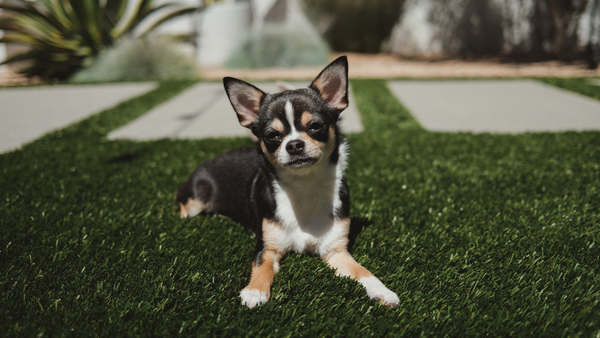 Creating the Perfect Backyard Oasis for Your Dog: Explore!