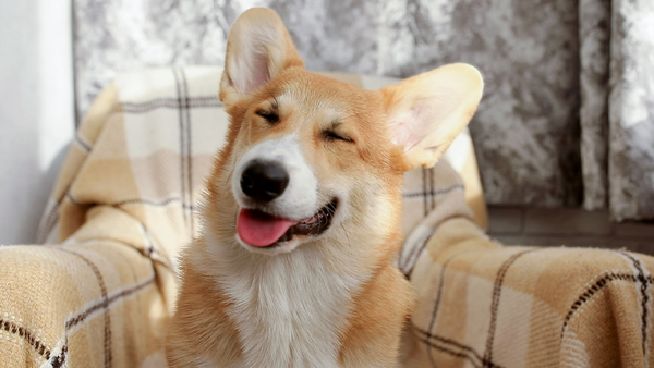 Exploring Canine Minds: What Do Dogs Think About All Day