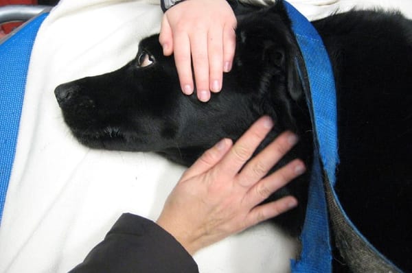 Why Dogs Get Their Tails Cut: Unveiling Tail Docking