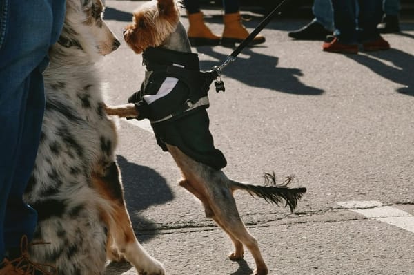 How To Walk Two Dogs at Once: A Guide for Pet Owners