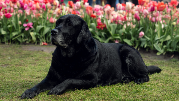 Black Labrador: A Guide to This Popular Dog Breed!