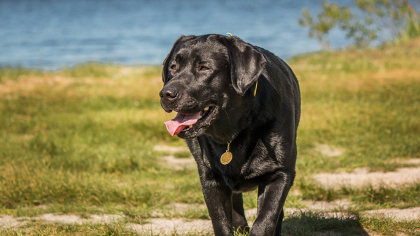 Black Labrador: A Guide to This Popular Dog Breed!