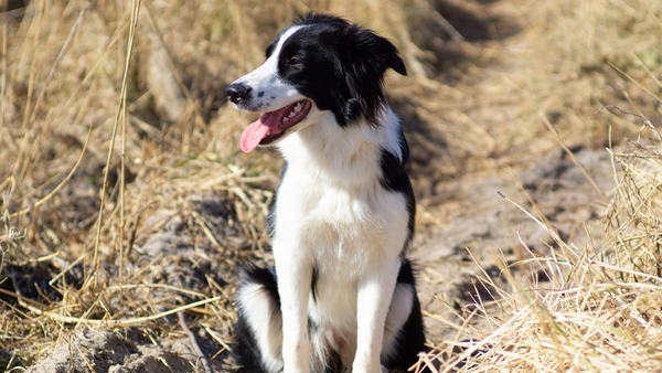 Border Collie Mix: An Ultimate Guide on Border Collie Mixes!