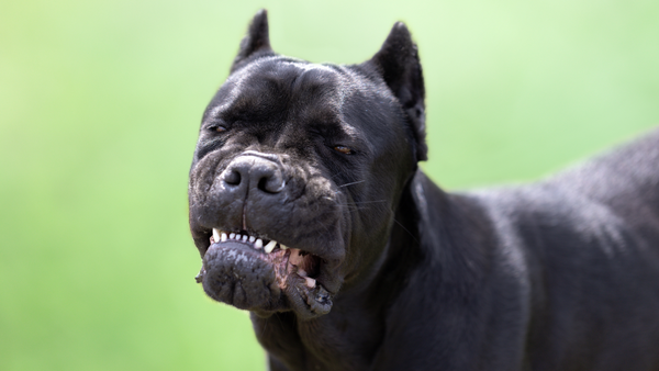 Cane Corso Bite Force: The Power of this Italian Breed!