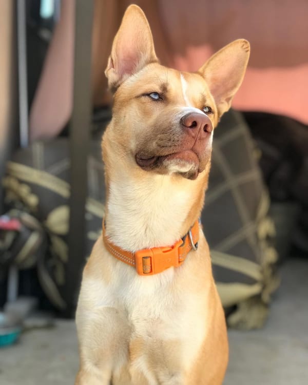 Pitsky Essentials: Your Guide to the Pitbull-Husky Mix