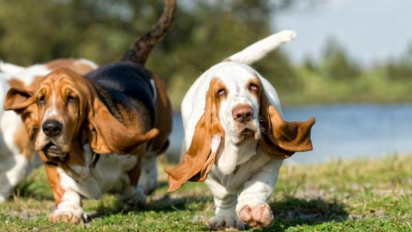 Best Floppy-Eared Dog Breeds: 10 Cutest Droop-Ear Breeds