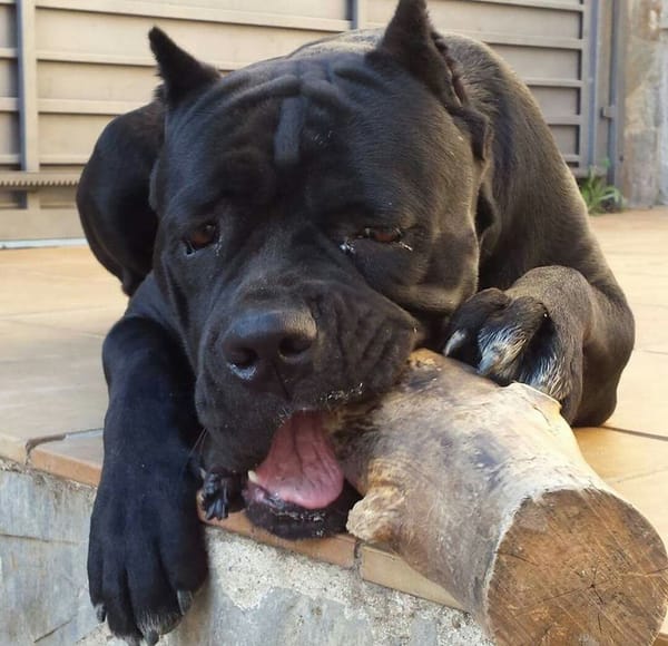 Cane Corso Bite Force: The Power of this Italian Breed!