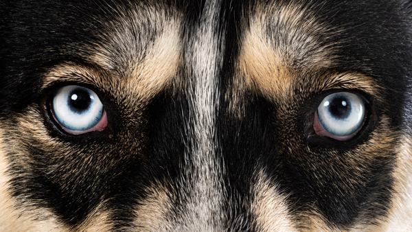 Dog Side Eye: Decoding Your Canine’s Sassy Look