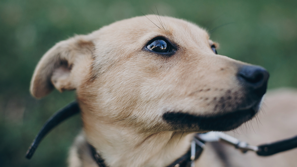 Dog Side Eye: Decoding Your Canine’s Sassy Look