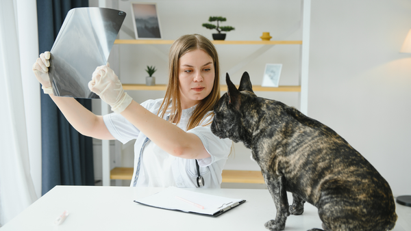 Understanding Dog Warts: Causes, Symptoms, and Treatment