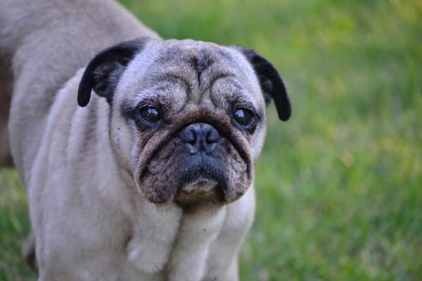 Retro Pug: A Guide to the Vintage Appeal of Pug Dogs!