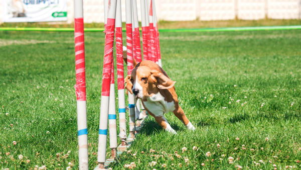 Dog Agility Training: A Clear Path to Success for Beginners