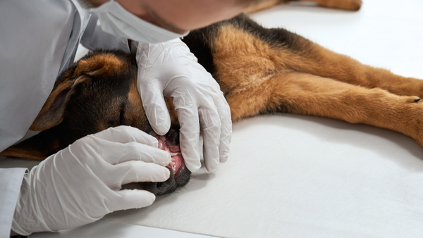 Complete Guide to Dog Dental Health: Tips for Healthy Smiles